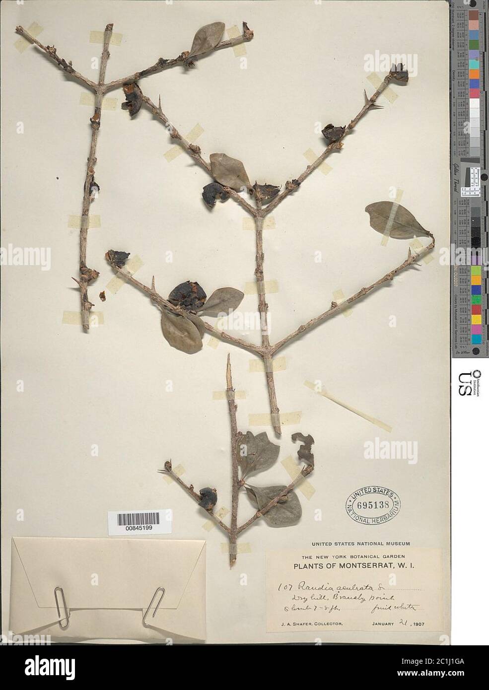 Randia aculeata hi-res stock photography and images - Alamy