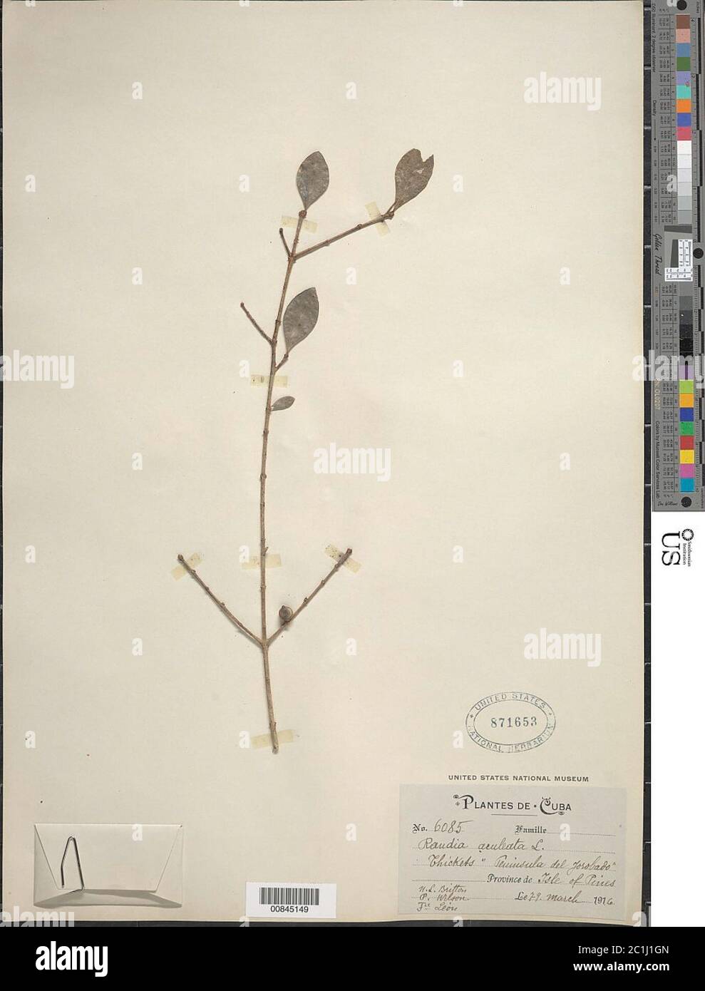 Randia aculeata hi-res stock photography and images - Alamy