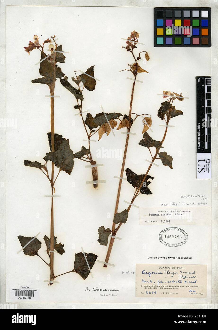 Begonia variety hi-res stock photography and images - Alamy