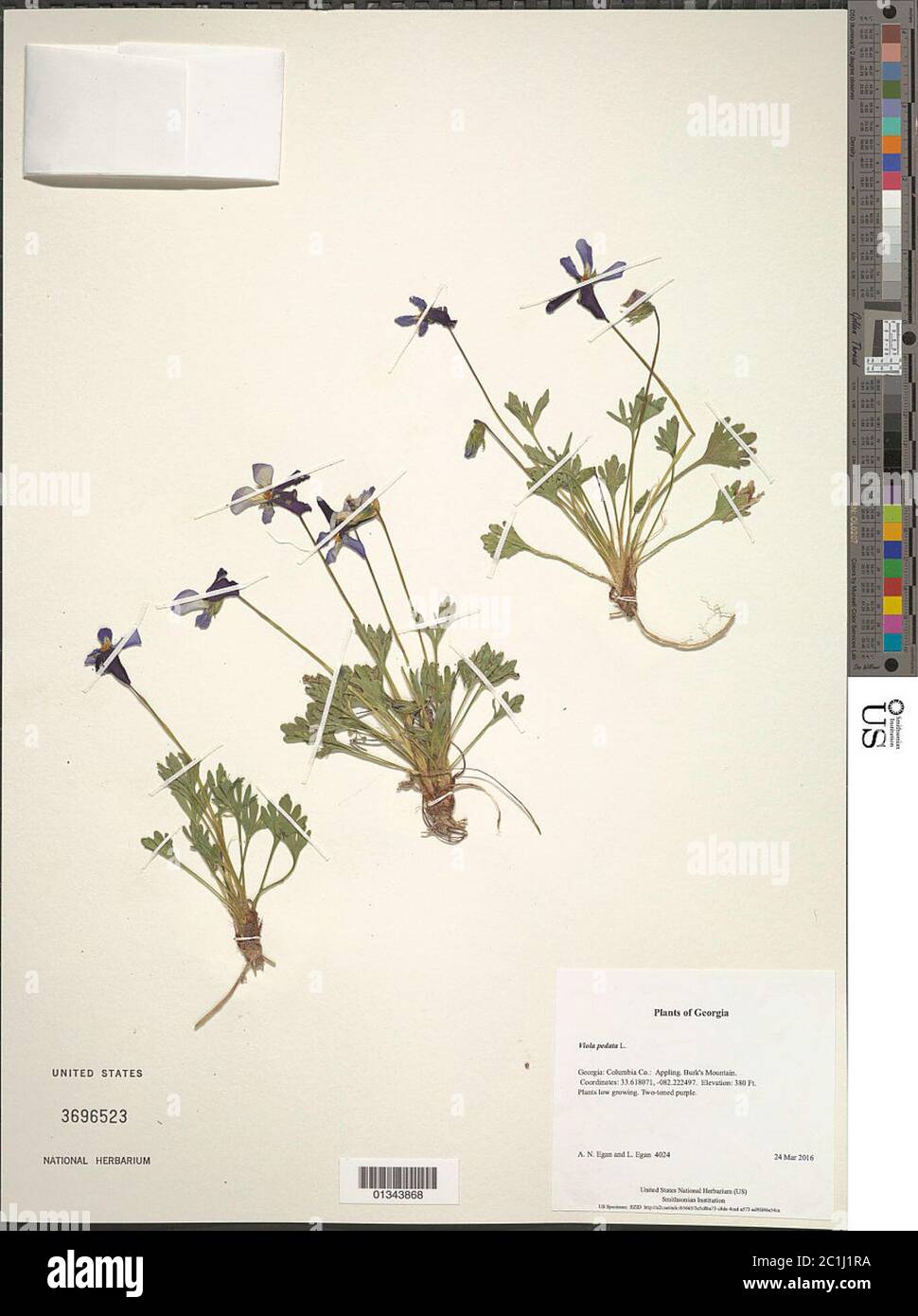 Viola pedata l hi-res stock photography and images - Alamy