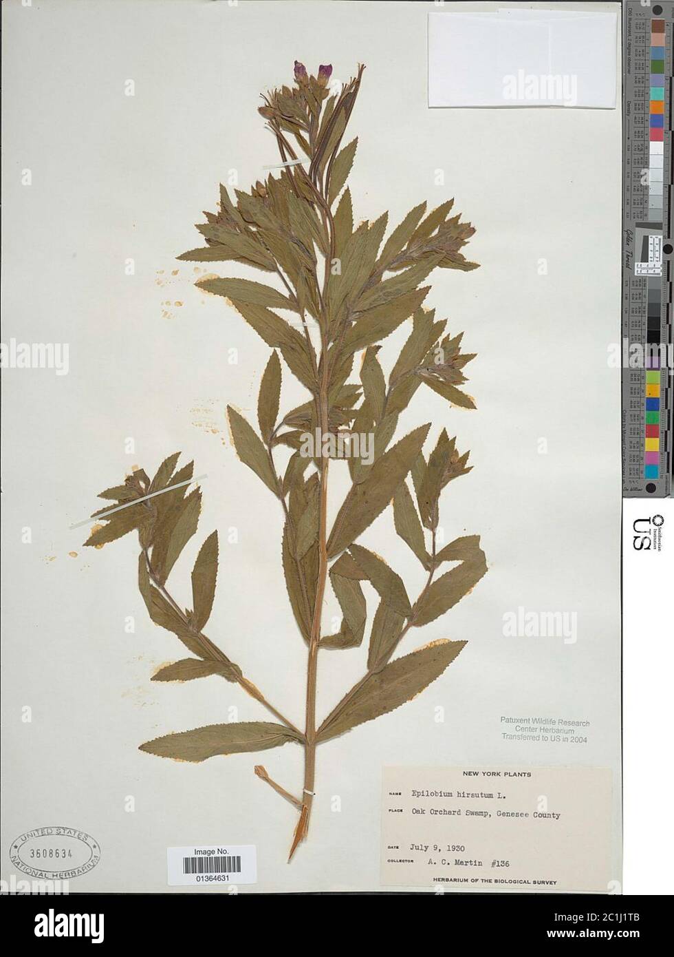 Epilobium specimens epilobium specimens hi-res stock photography and ...