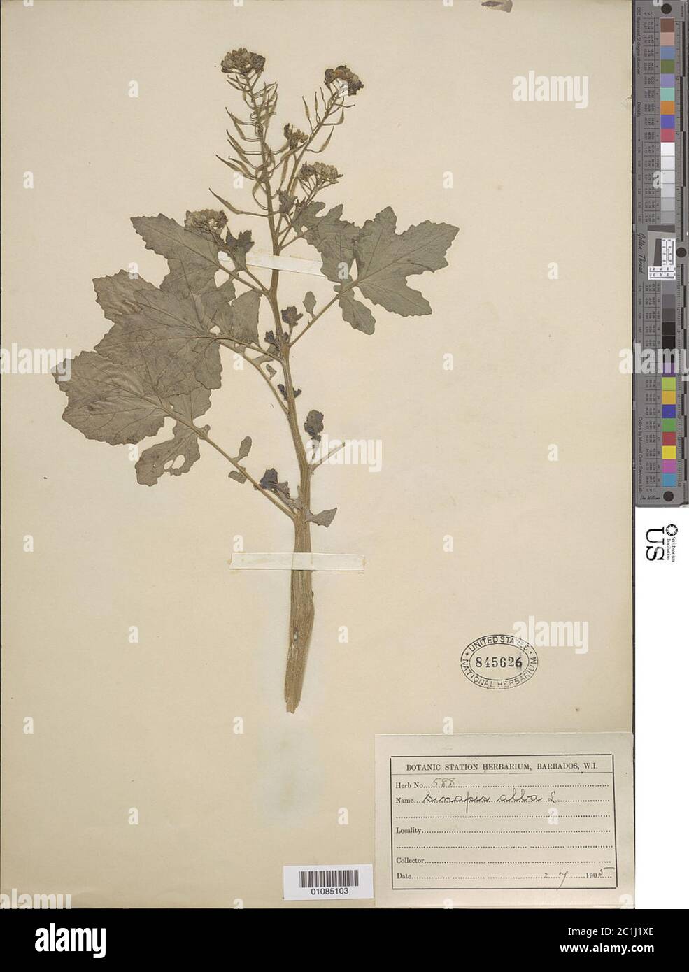 Sinapis alba L Sinapis alba L Stock Photo - Alamy