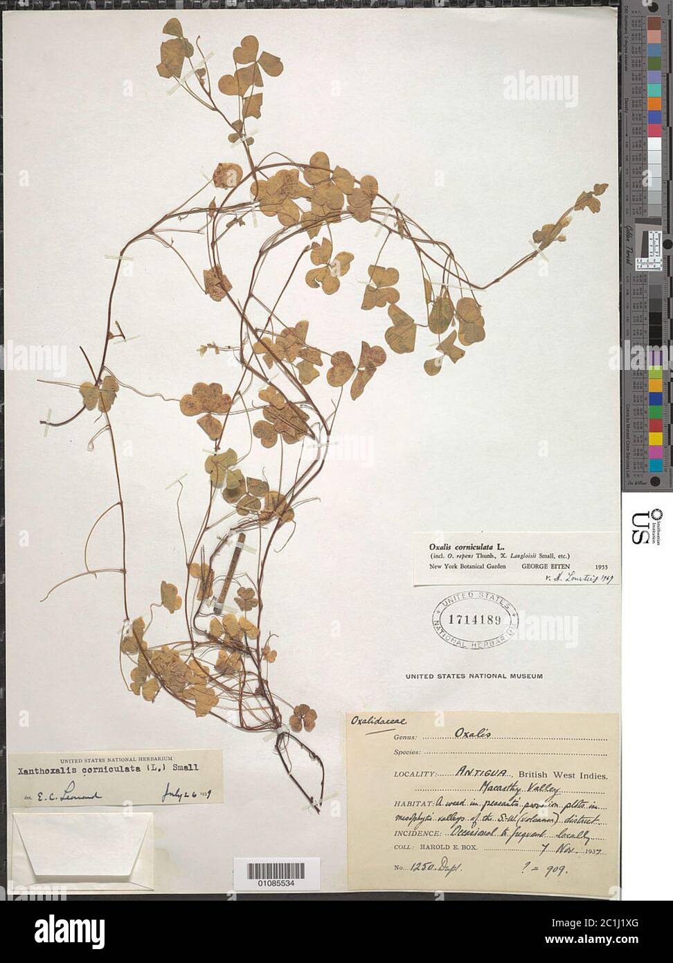 Oxalis corniculata L Oxalis corniculata L Stock Photo - Alamy