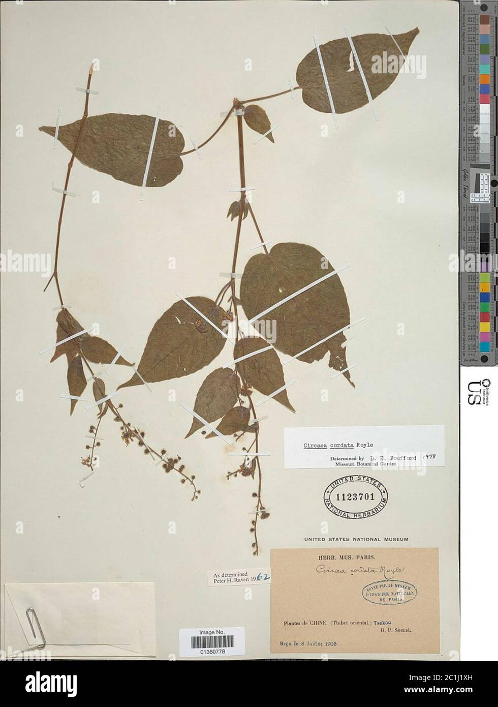 Circaea cordata Royle Stock Photo - Alamy