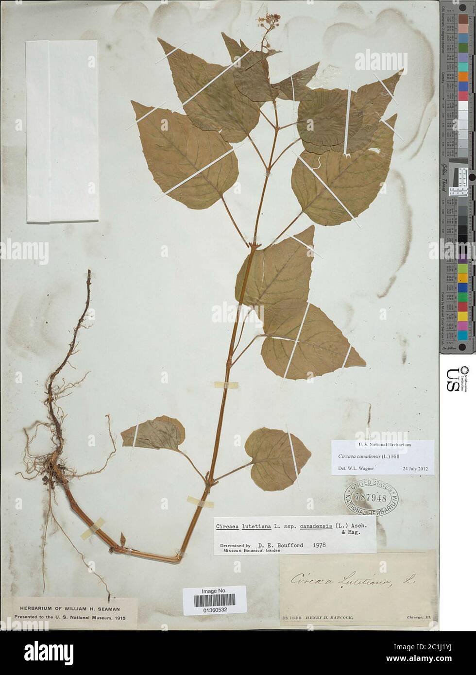 Circaea canadensis L Hill Stock Photo - Alamy