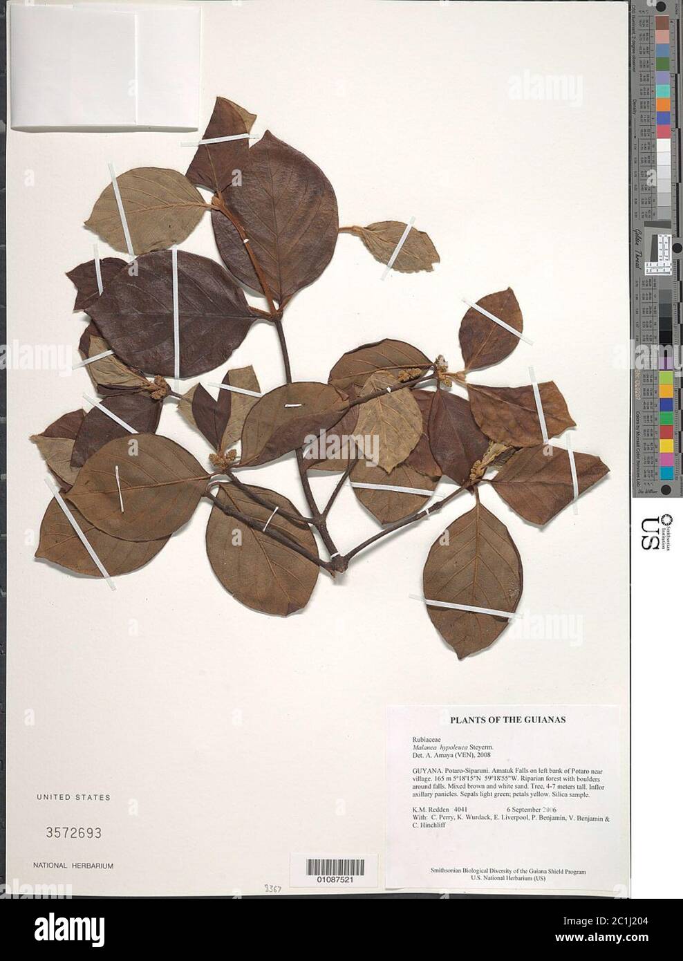 Malanea hi-res stock photography and images - Alamy