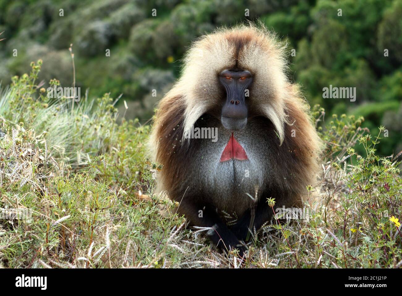 Blood-breasted baboon in the Simien Mountains of Ethiopia Stock Photo ...