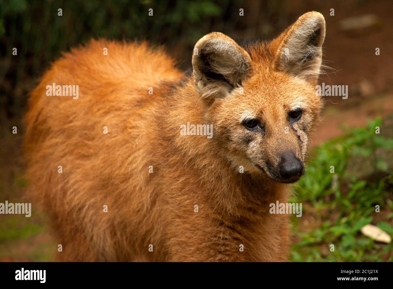 Maned wolf - Chrysocyon brachyurus Stock Photo - Alamy