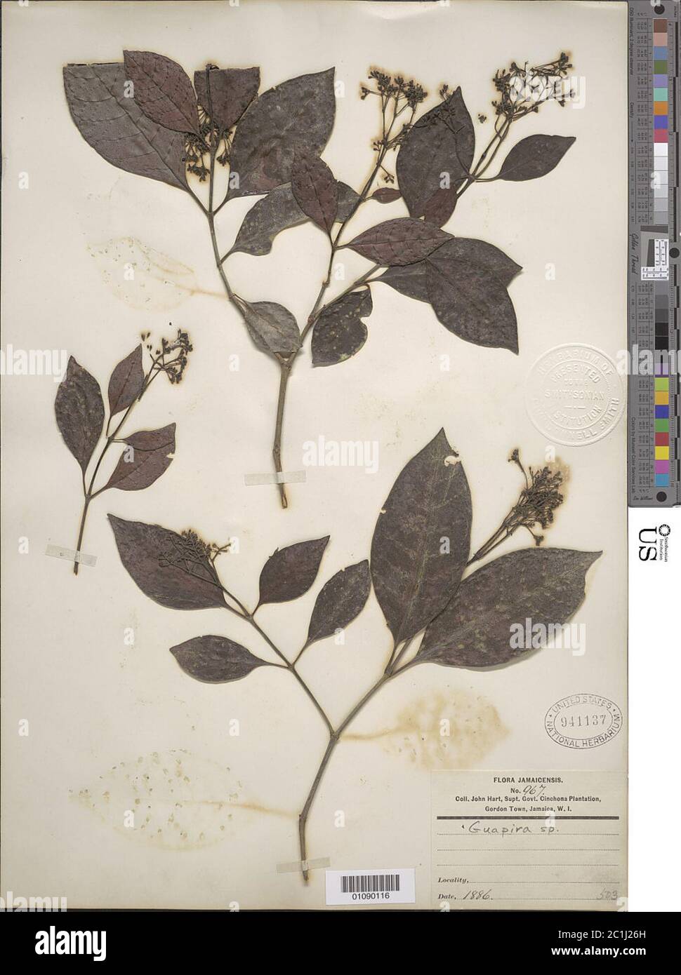 Guapira hi-res stock photography and images - Alamy