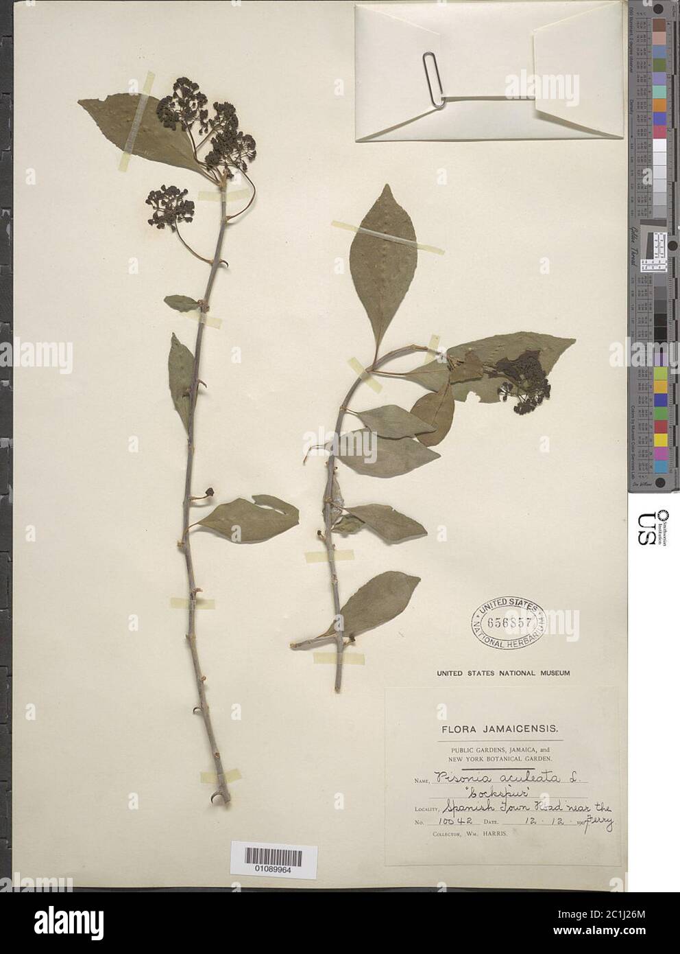 Pisonia aculeata L Pisonia aculeata L Stock Photo - Alamy