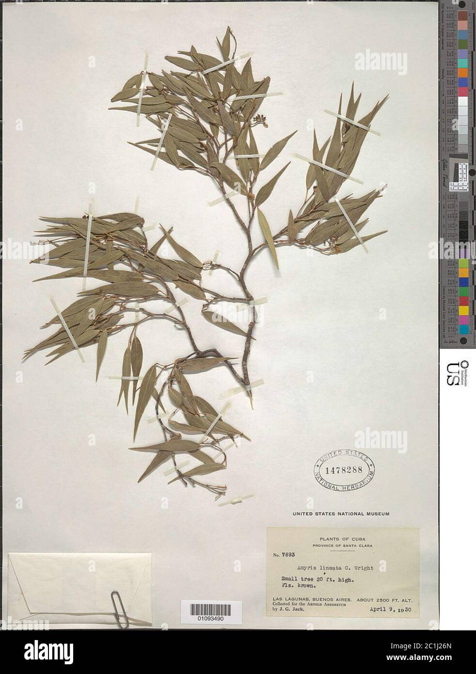 Amyris lineata C Wright ex Griseb Amyris lineata C Wright ex Griseb ...