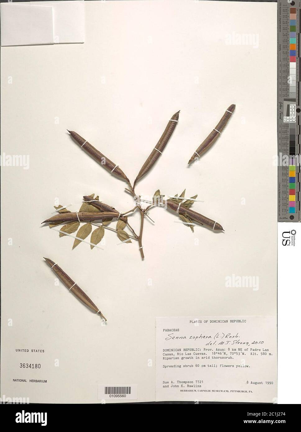 Senna sophera L Roxb Senna sophera L Roxb Stock Photo - Alamy