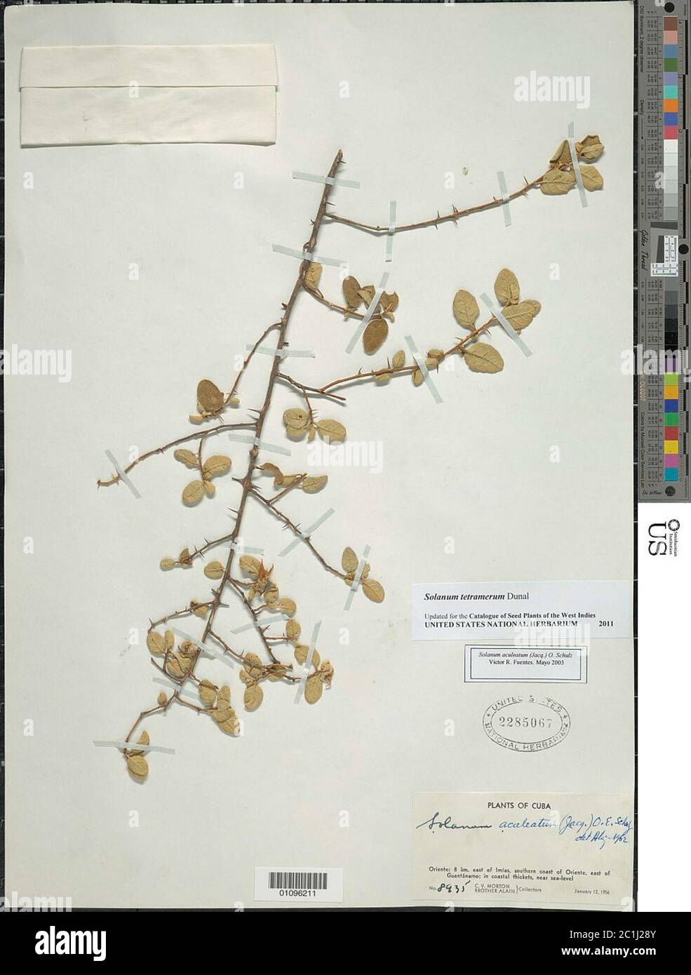 Solanum tetramerum Dunal A DC Solanum tetramerum Dunal A DC Stock Photo ...