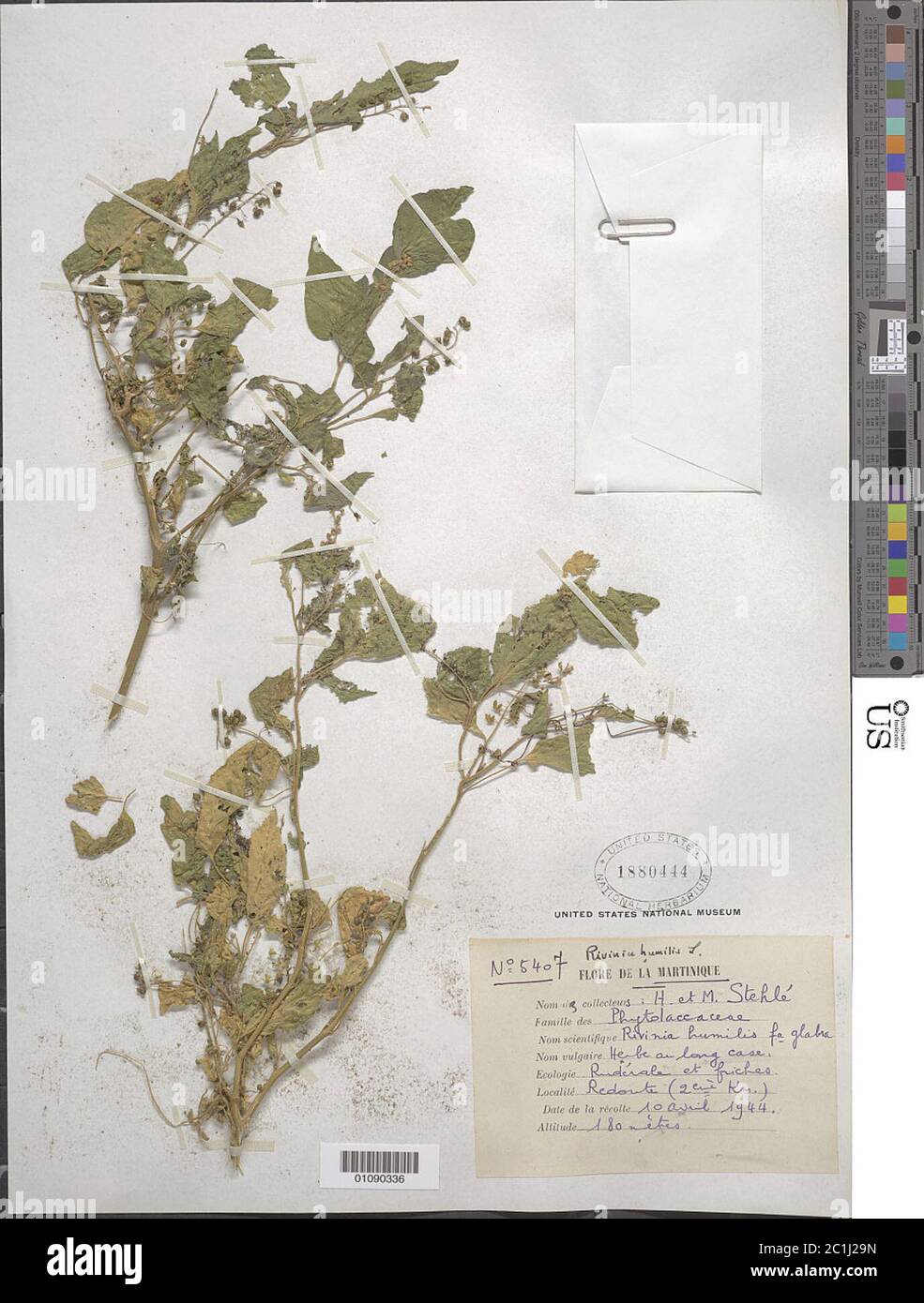 Rivina humilis L Rivina humilis L Stock Photo - Alamy