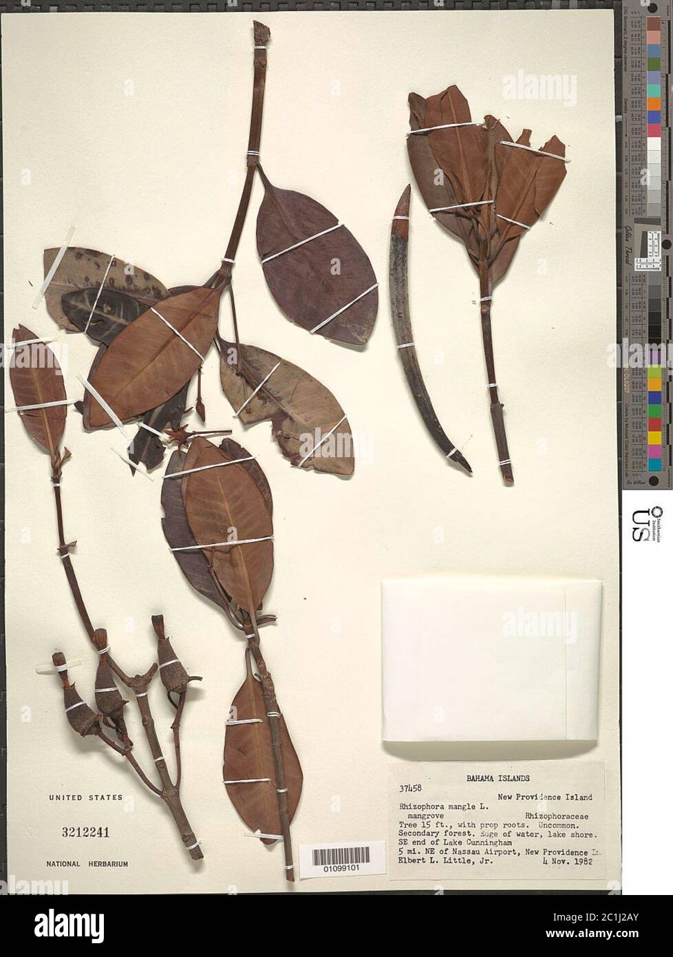 Red mangrove rhizophora mangle aerial hi-res stock photography and ...