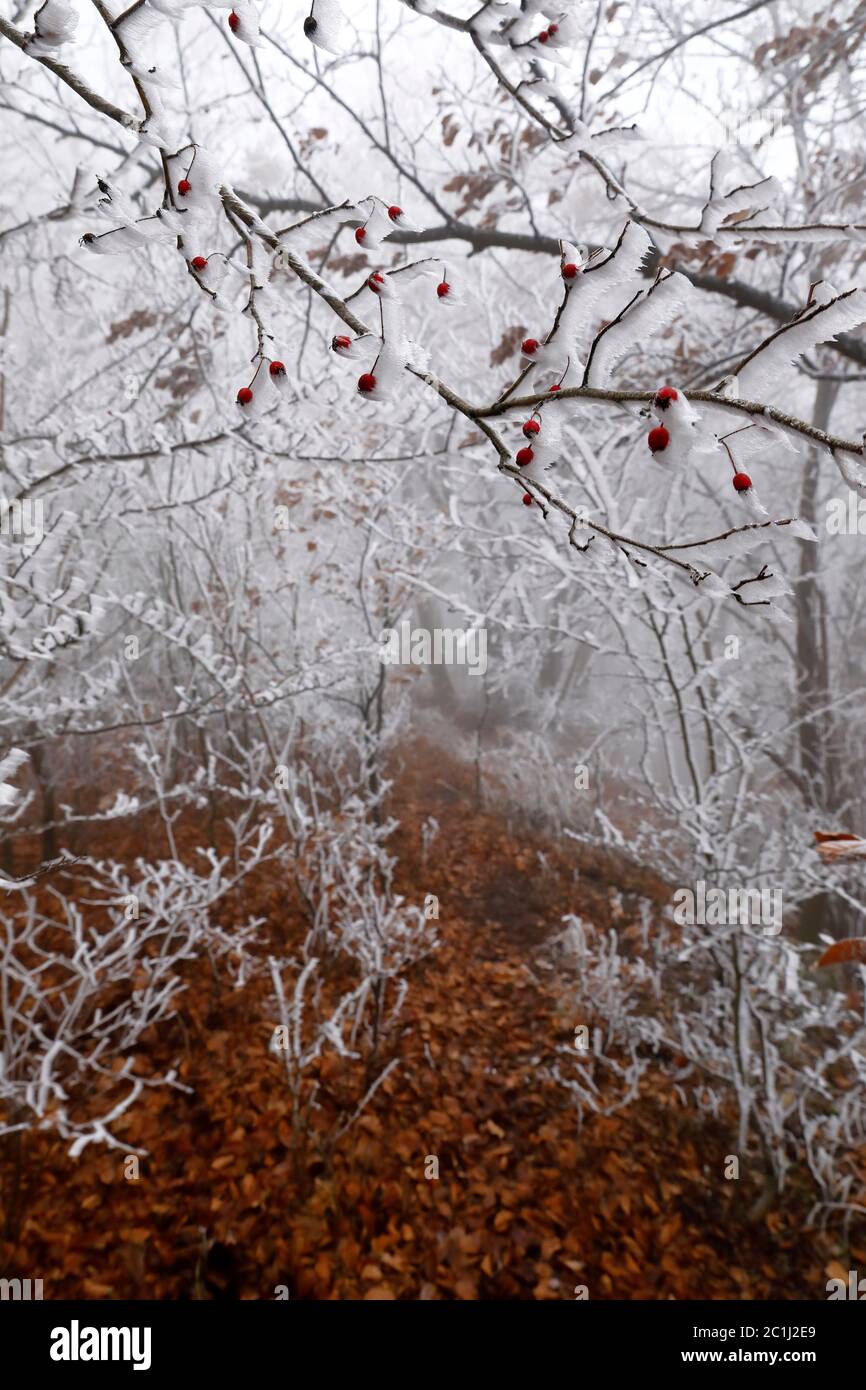 Frost fog hi-res stock photography and images - Alamy