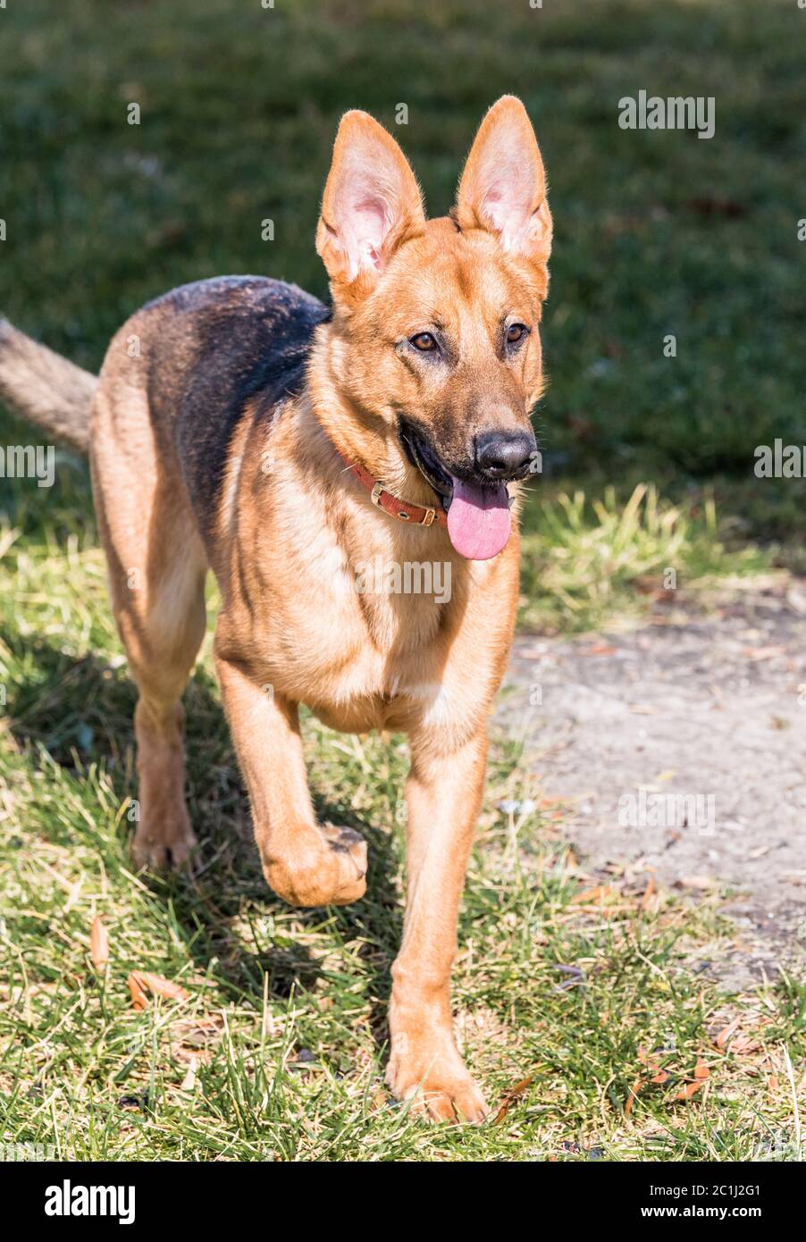 German Shepherd Dog Going for a Walk Close Up Stock Photo - Alamy