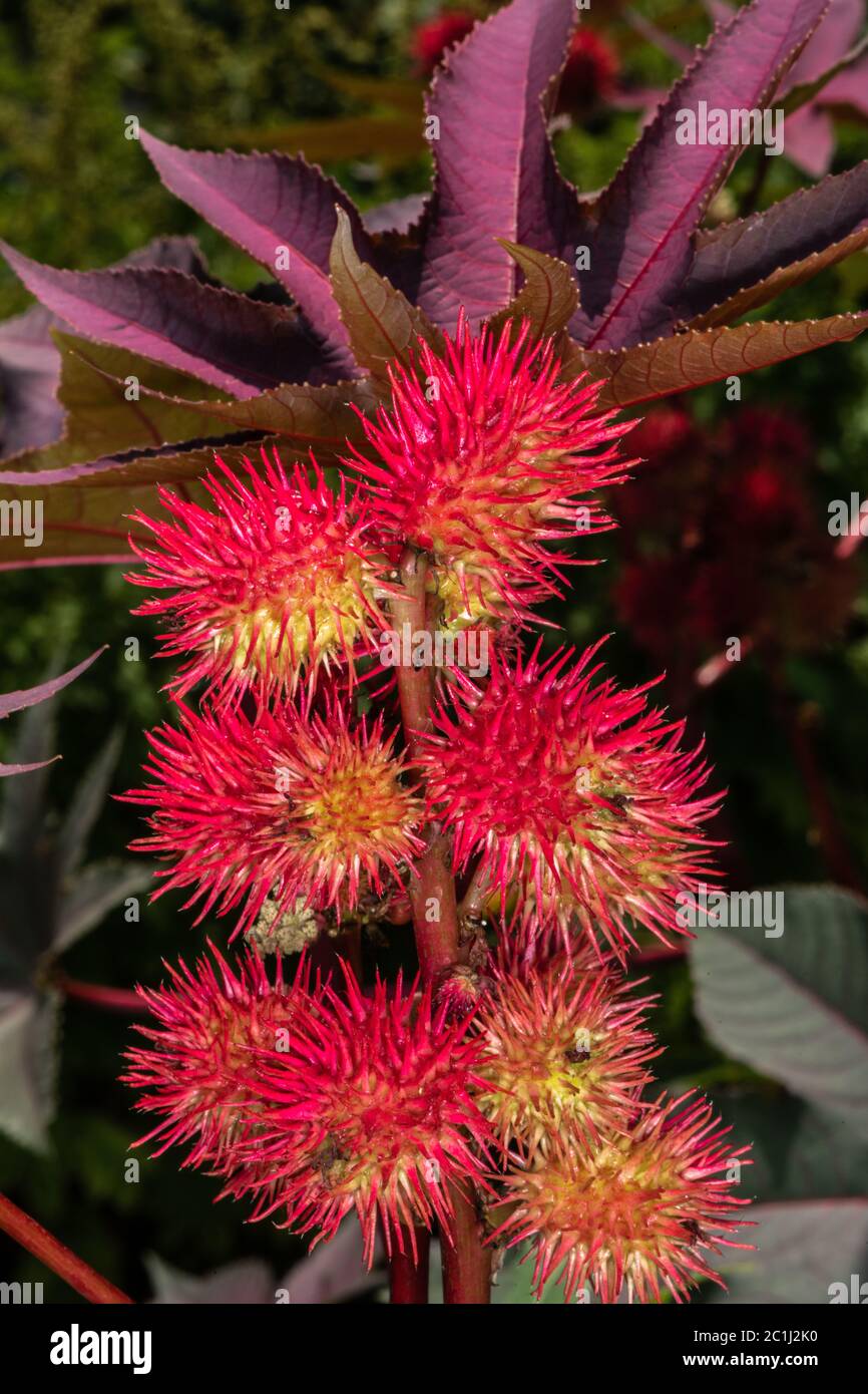 Common Castor Bean (Ricinus communis Stock Photo - Alamy