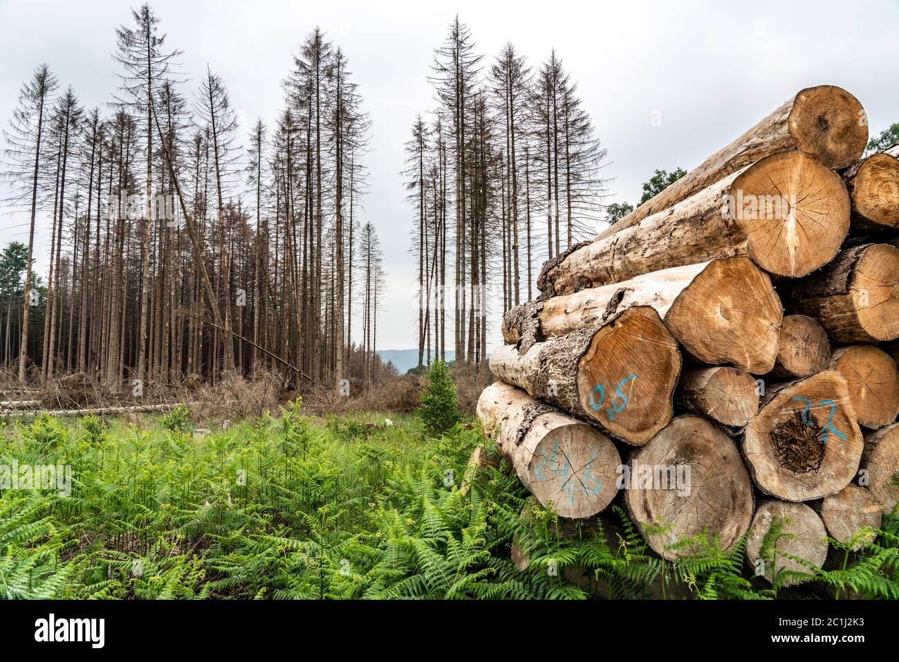 Forest dieback in the Arnsberg Forest Nature Park, more than 70 percent ...