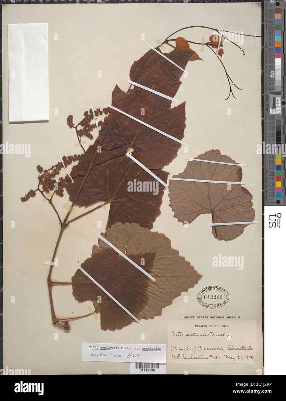 Vitis aestivalis Michx subsp aestivalis Vitis aestivalis Michx subsp ...