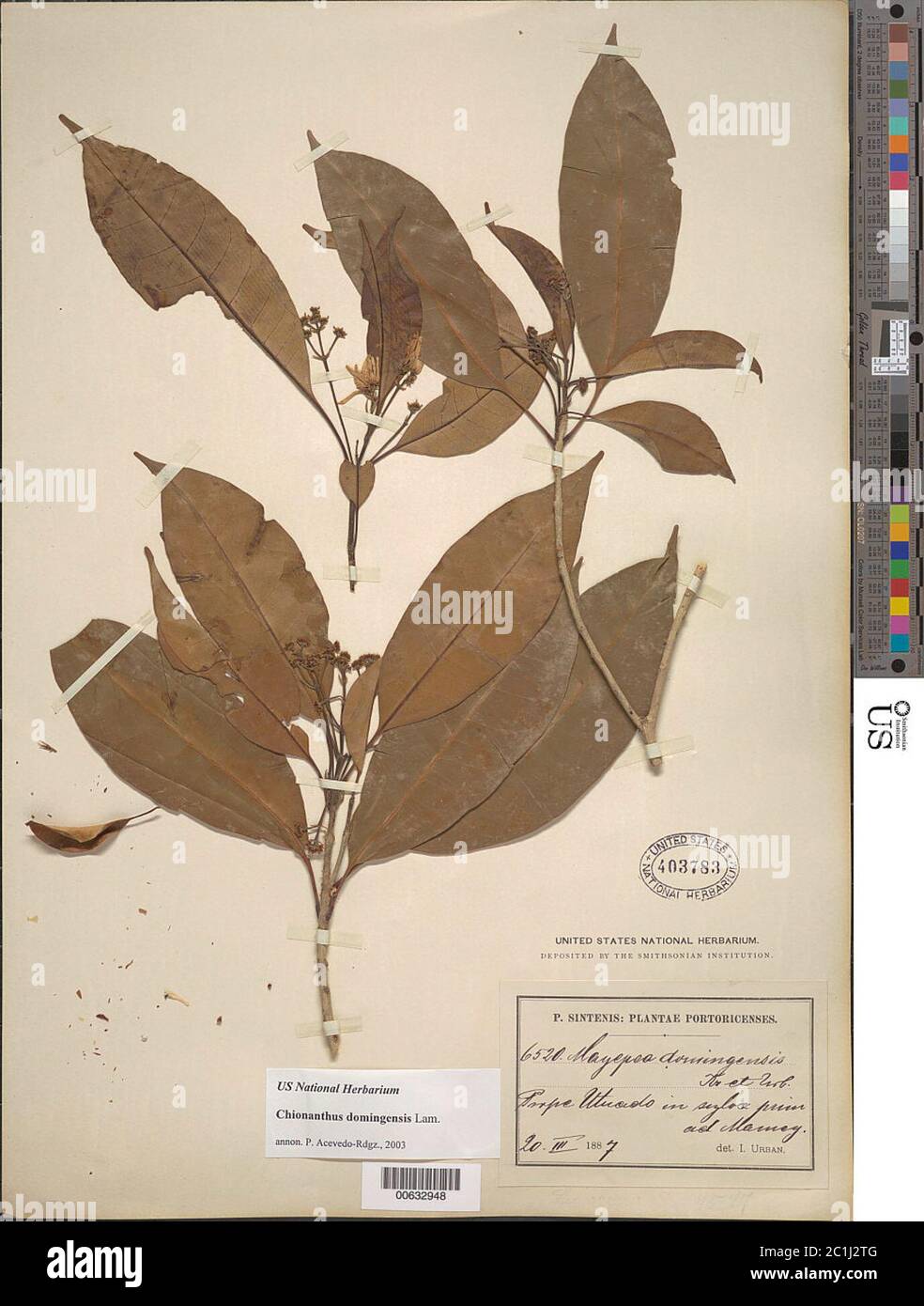 Linociera domingensis Lam Knobl Linociera domingensis Lam Knobl Stock ...