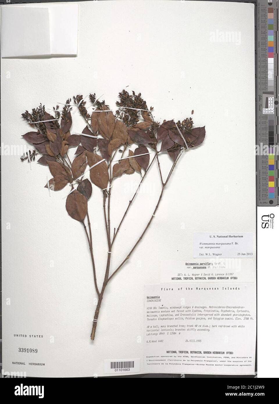 Weinmannia marquesana var myrsinites Fosberg Sachet HC Hopkins J ...