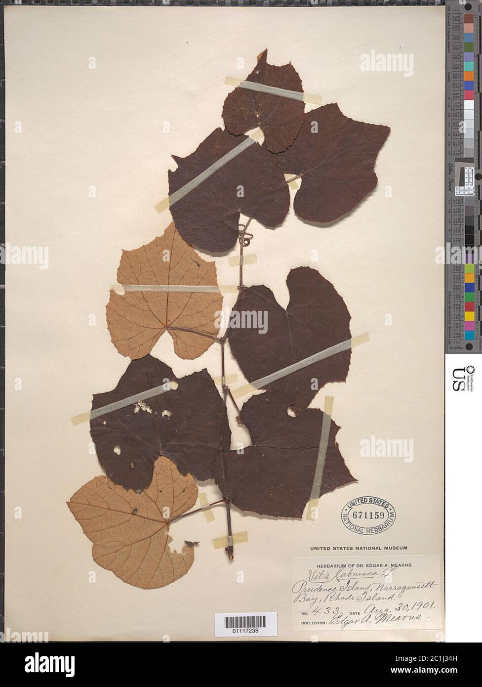 Labrusca hi-res stock photography and images - Alamy