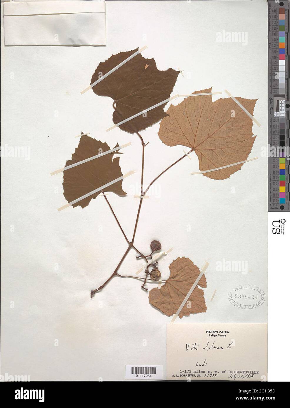 Vitis labrusca L Vitis labrusca L Stock Photo - Alamy