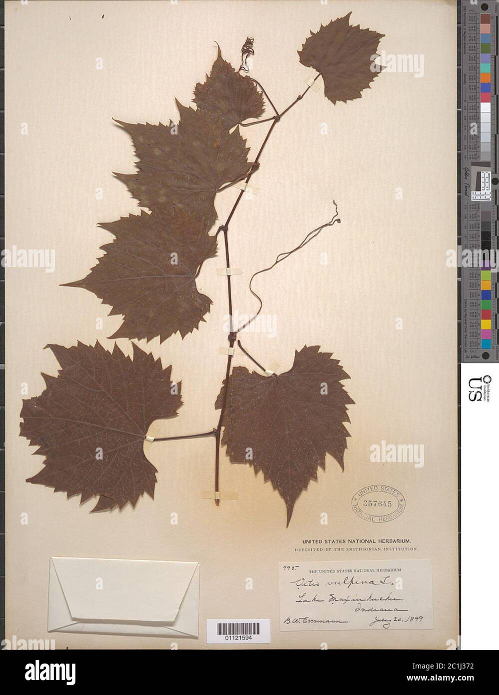 Vitis Vulpina High Resolution Stock Photography and Images - Alamy