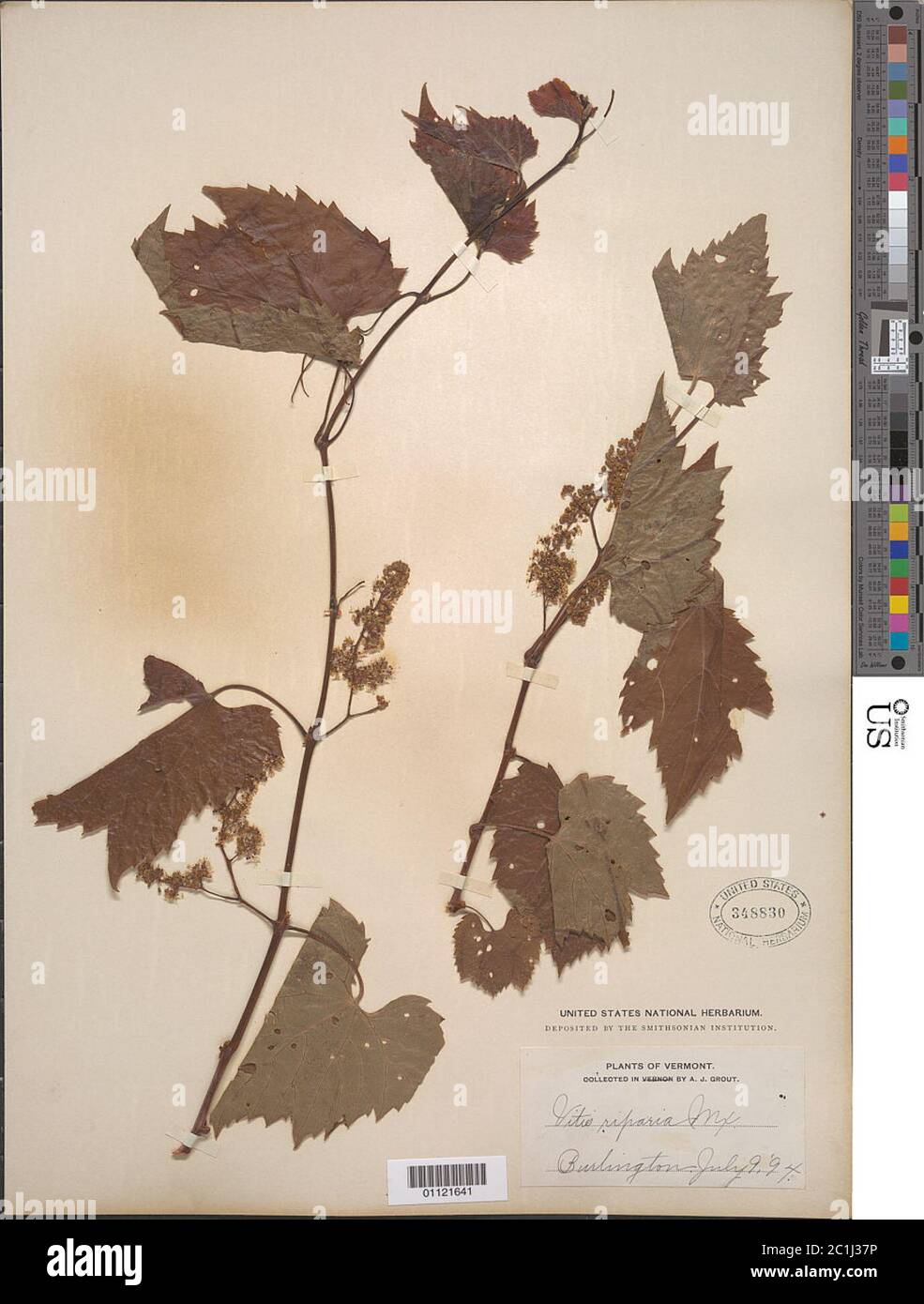 Vitis vulpina L Vitis vulpina L Stock Photo - Alamy