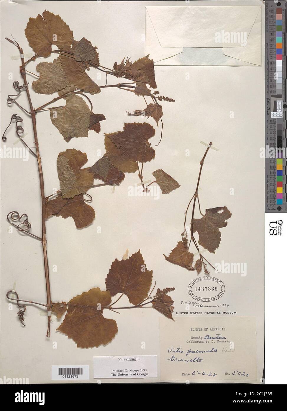 Vitis vulpina hi-res stock photography and images - Alamy