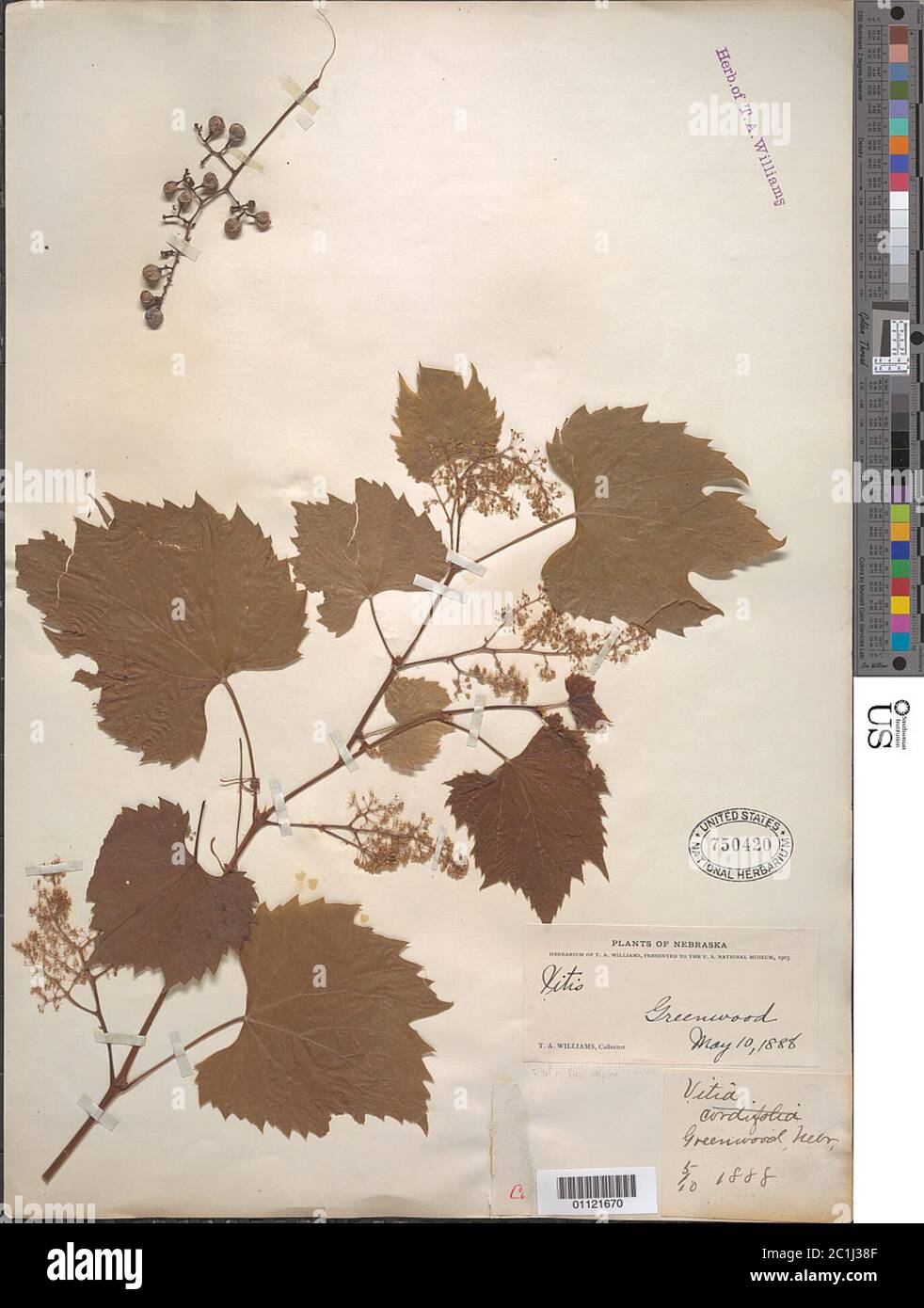 Vitis vulpina hi-res stock photography and images - Alamy