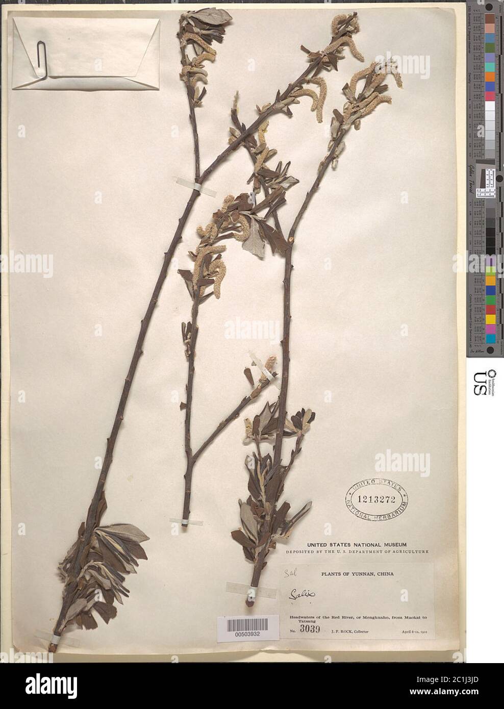 Salix willow hi-res stock photography and images - Alamy