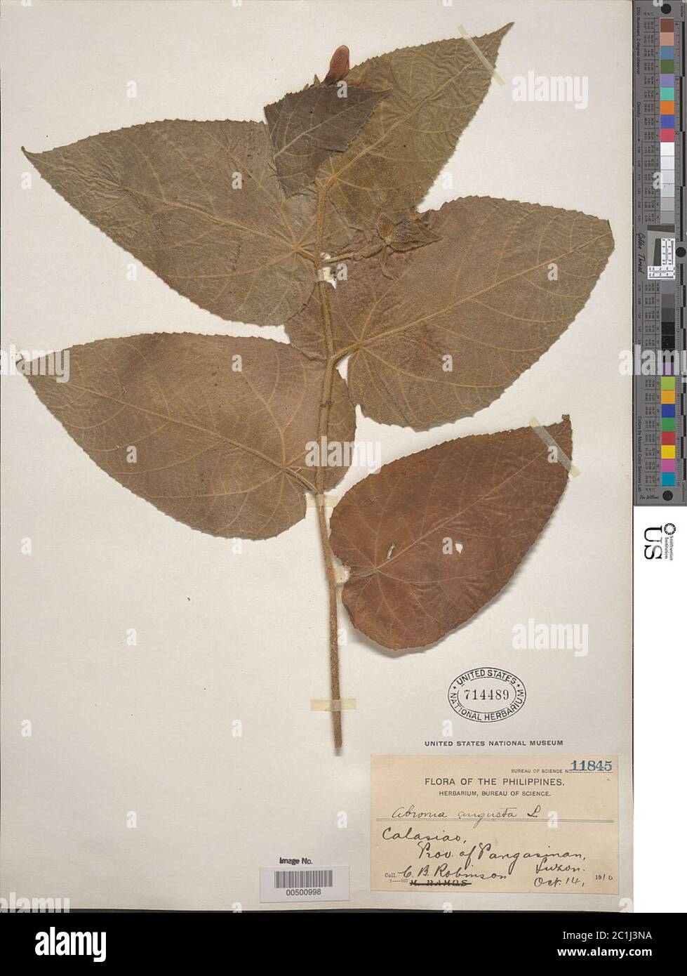 Abroma augusta hi-res stock photography and images - Alamy