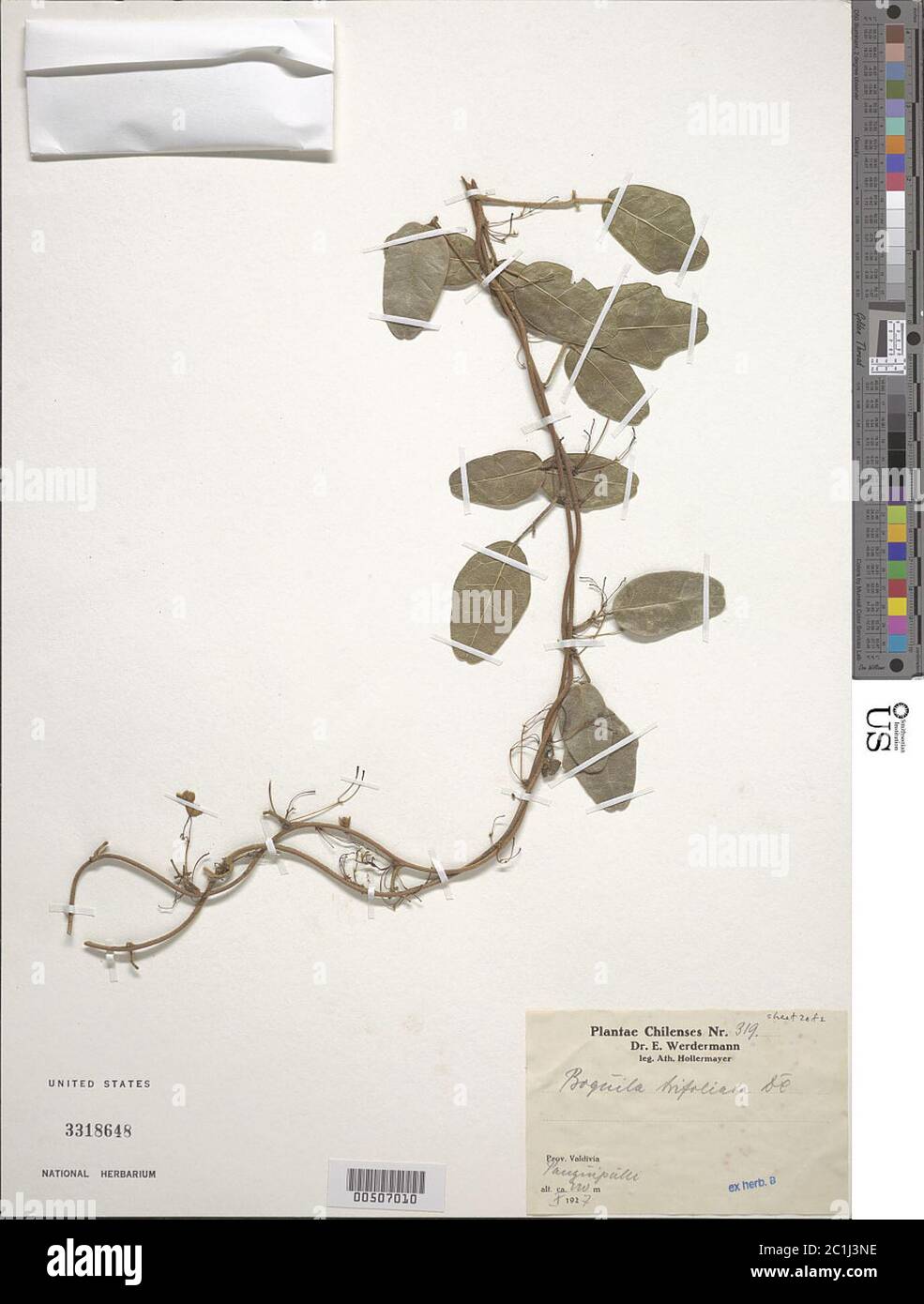 Boquila trifoliata Boquila trifoliata Stock Photo - Alamy