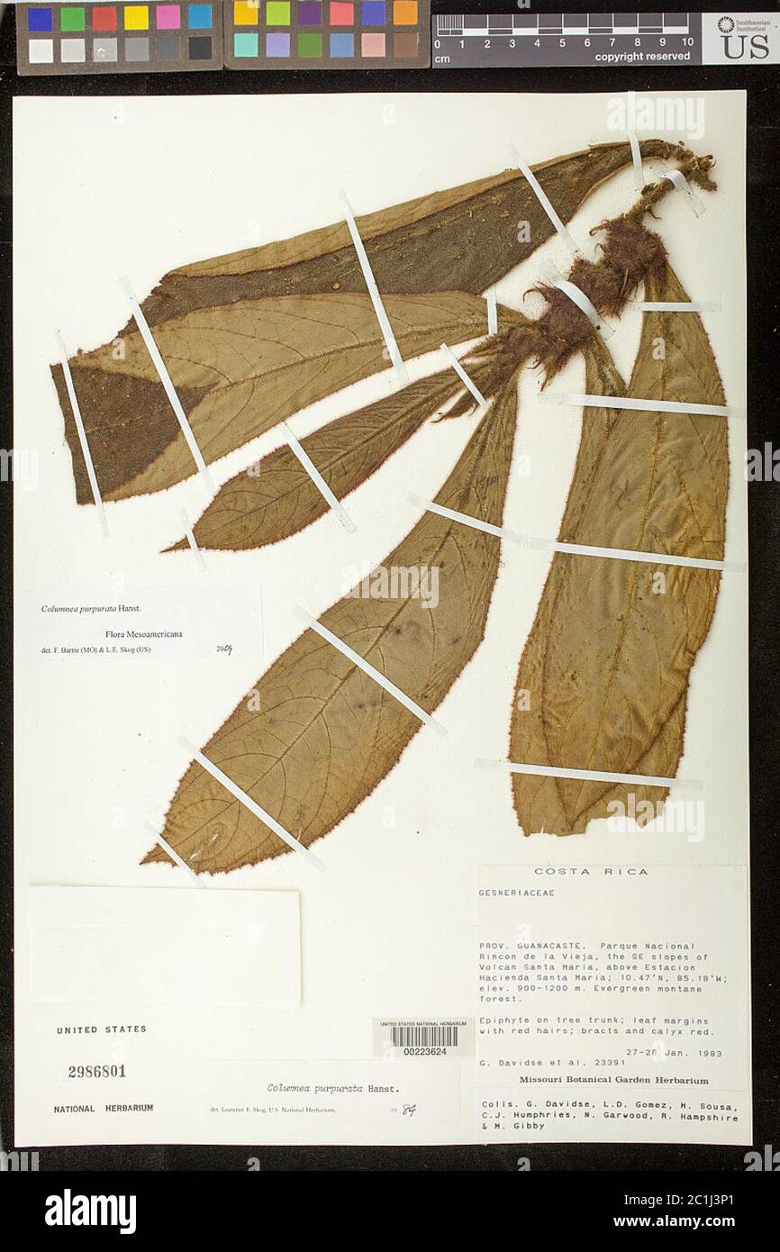 Columnea purpurata Hanst Columnea purpurata Hanst Stock Photo - Alamy