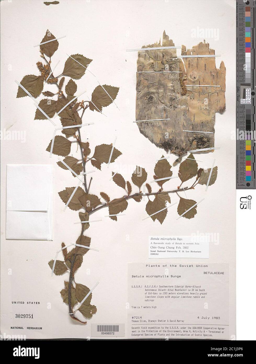 Betula microphylla Bunge Betula microphylla Bunge Stock Photo - Alamy