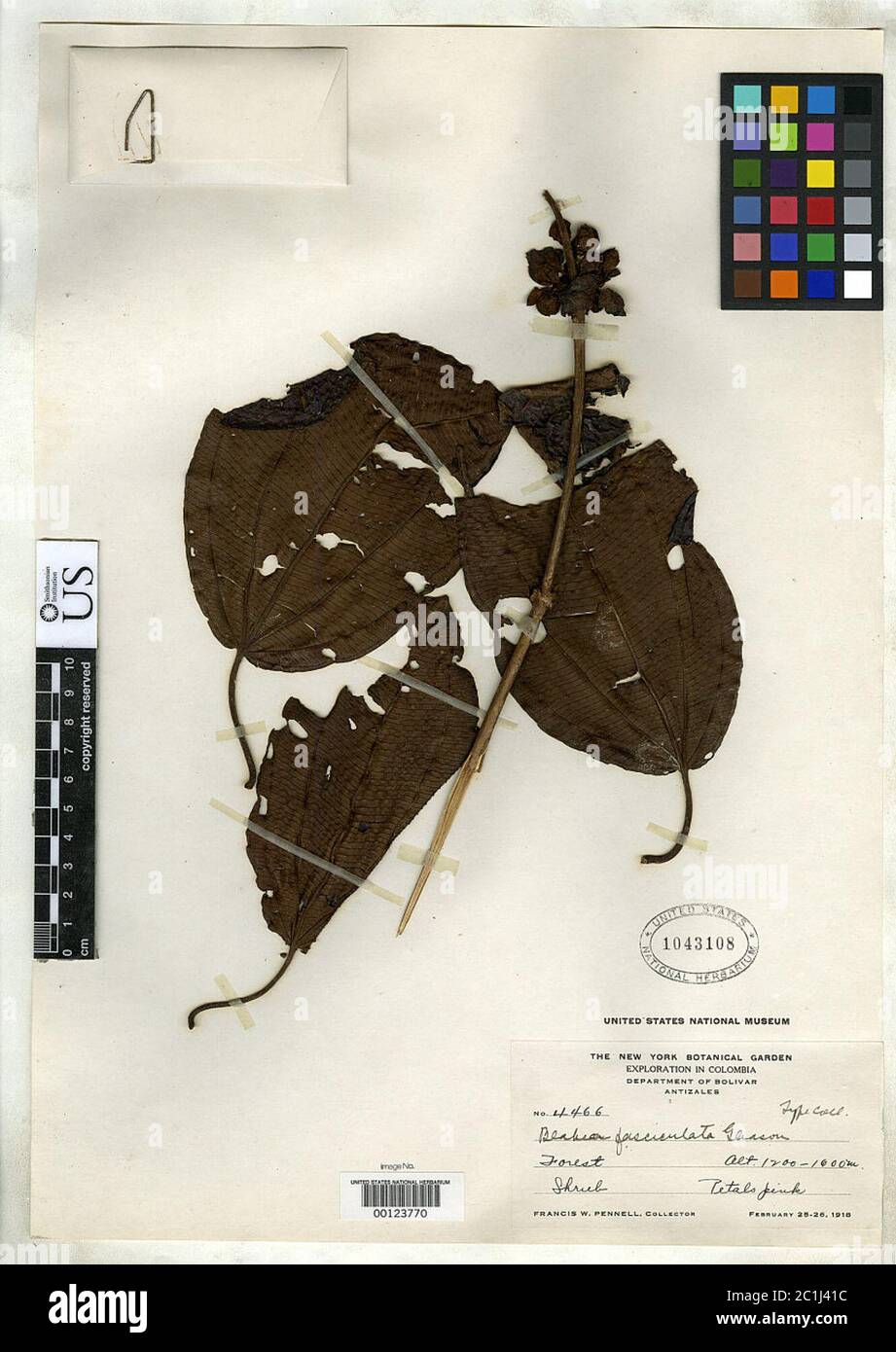 Blakea fasciculata Gleason Blakea fasciculata Gleason Stock Photo - Alamy