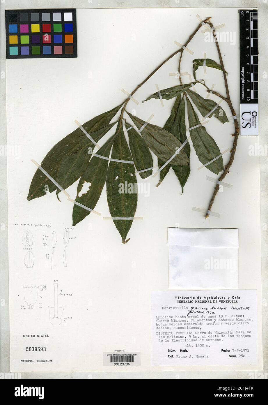 Henriettella manarae Wurdack Henriettella manarae Wurdack Stock Photo ...