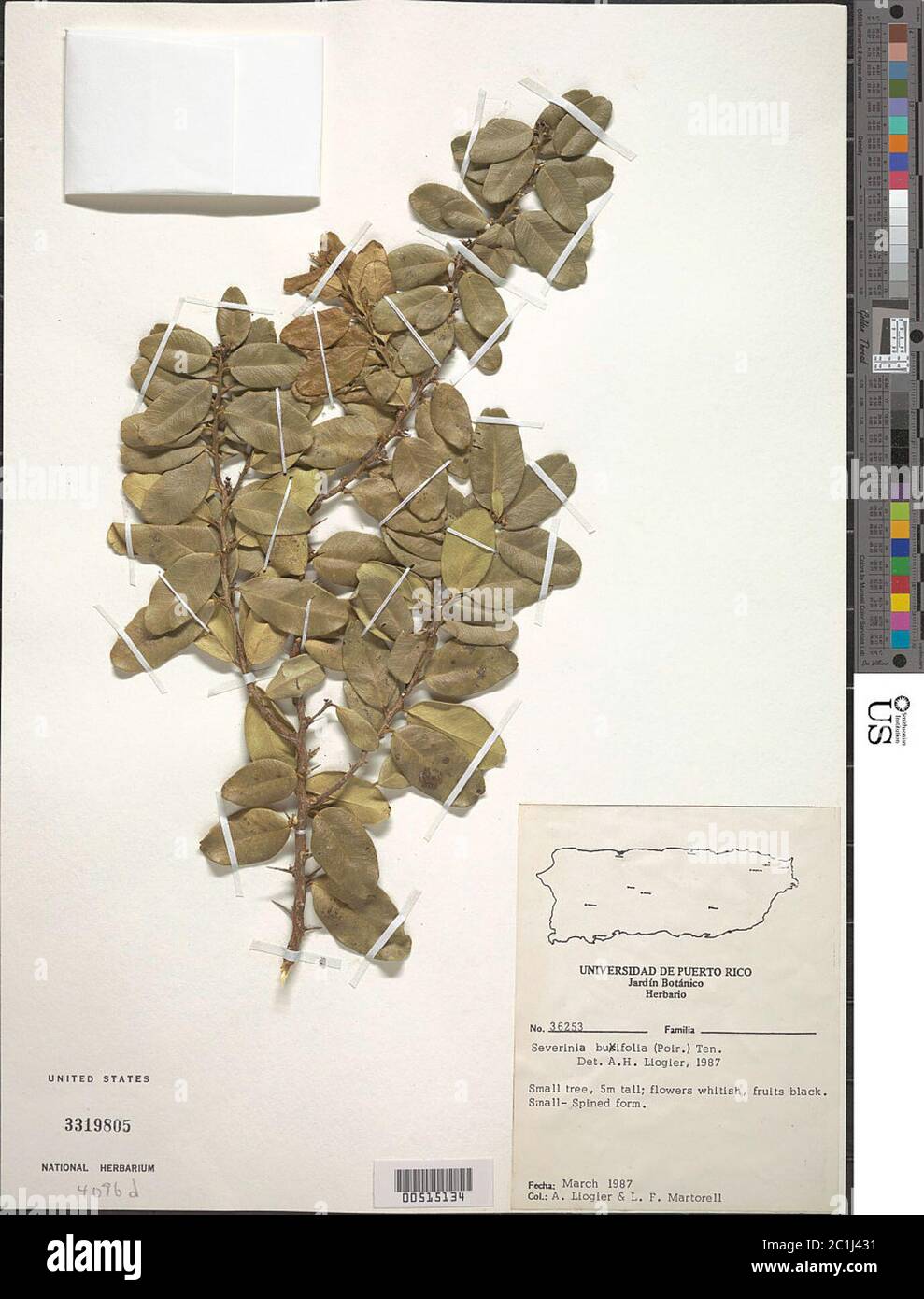 Severinia buxifolia hi-res stock photography and images - Alamy