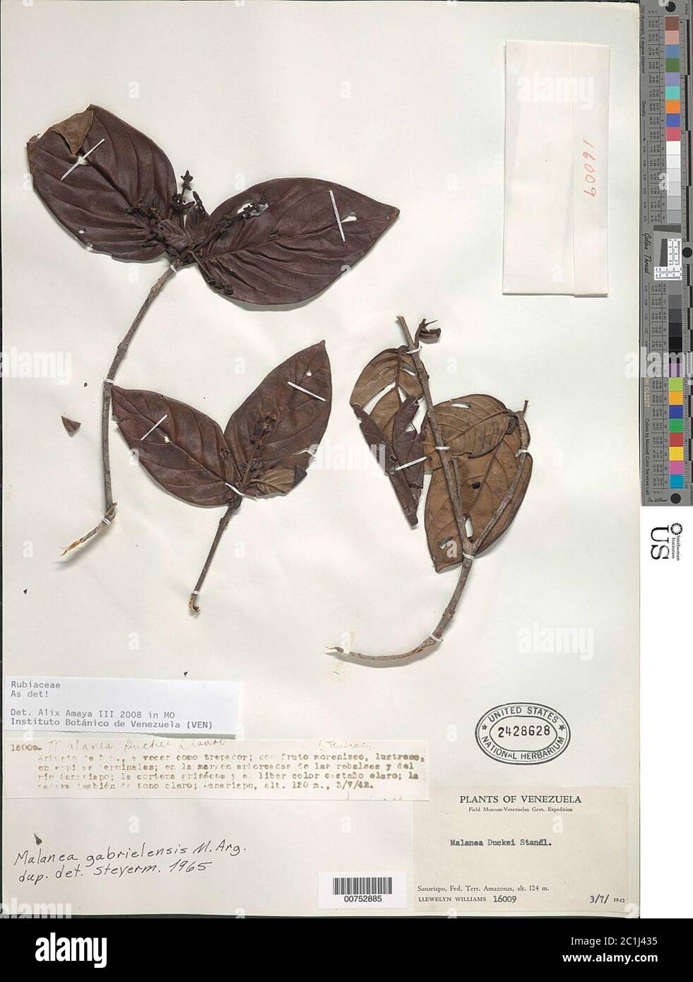 Malanea gabrielensis Mll Arg Malanea gabrielensis Mll Arg Stock Photo ...