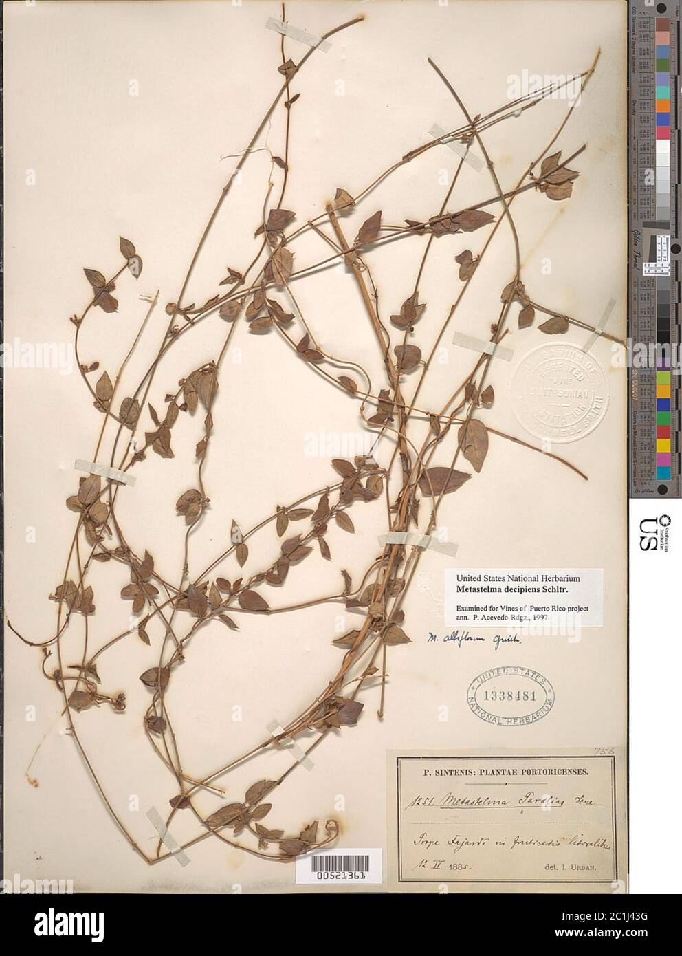 Metastelma decipiens hi-res stock photography and images - Alamy