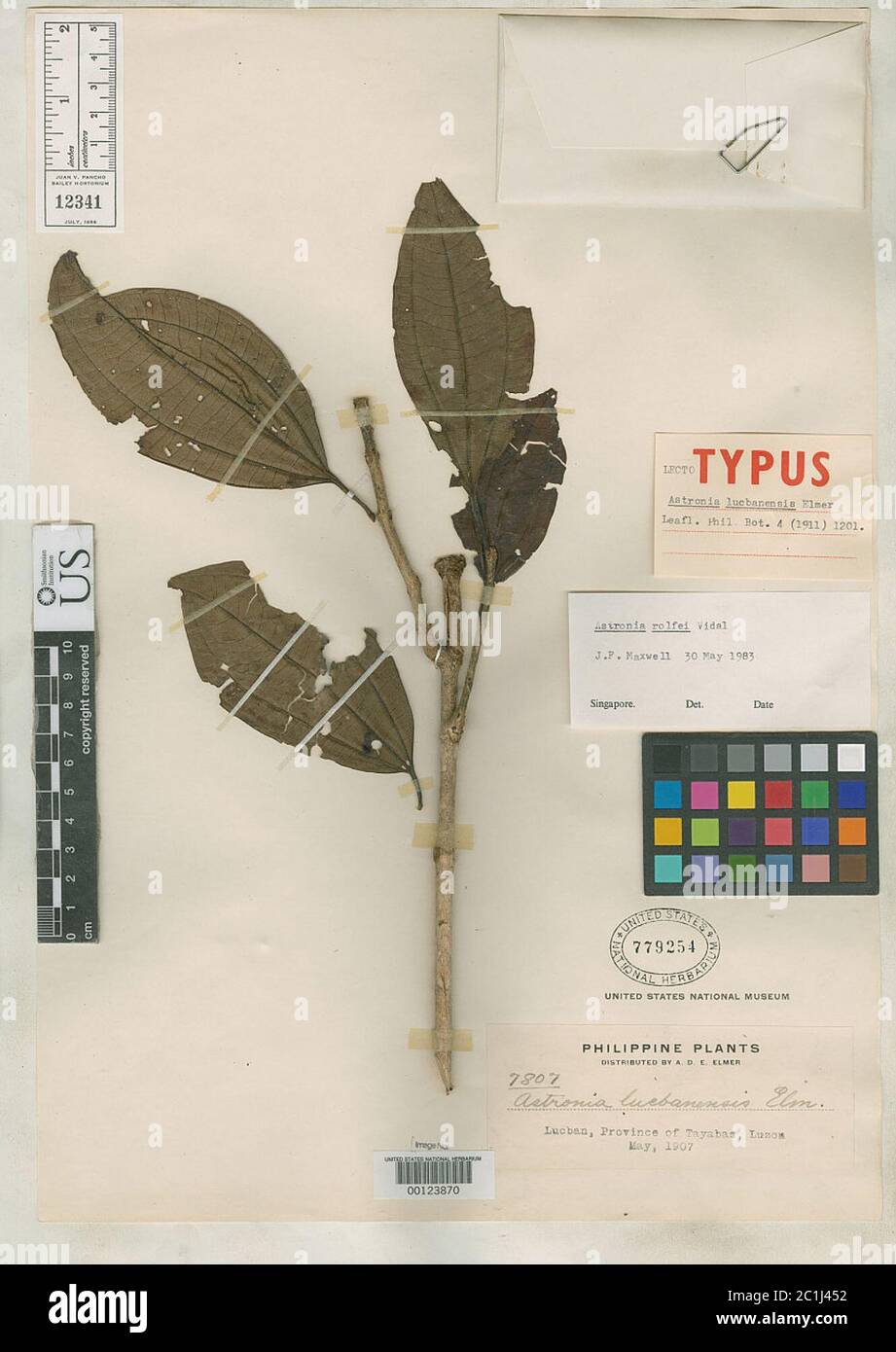Astronia lucbanensis Elmer Astronia lucbanensis Elmer Stock Photo - Alamy