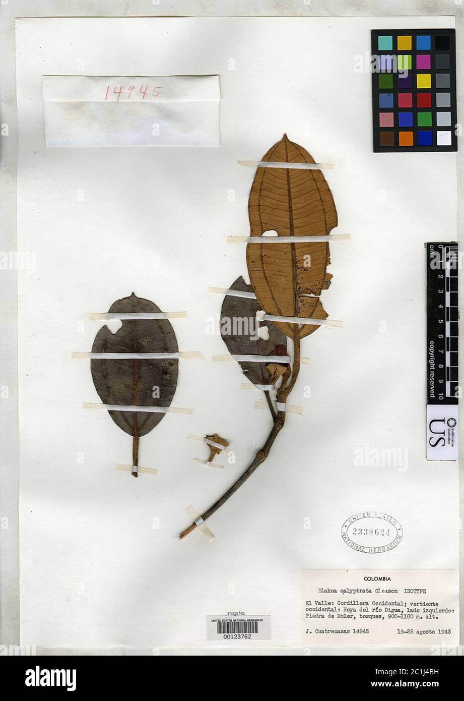 Blakea hi-res stock photography and images - Alamy