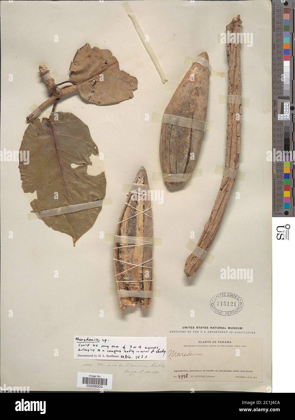 Marsdenia sp Marsdenia sp Stock Photo - Alamy