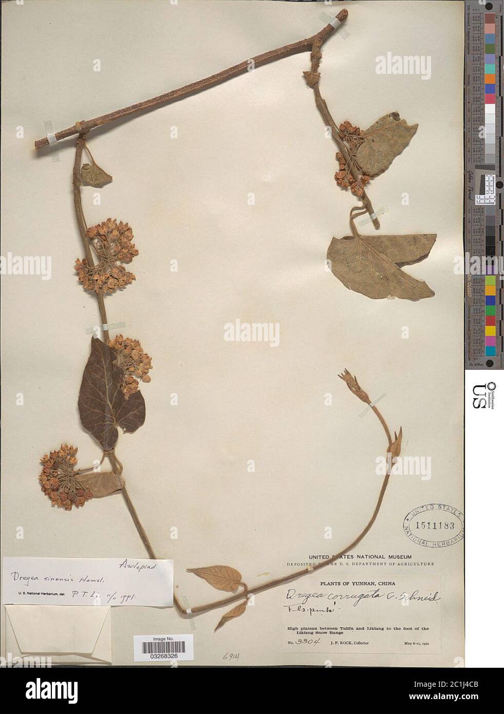 Dregea sinensis hi-res stock photography and images - Alamy