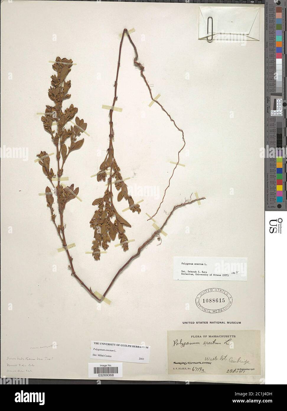 Polygonum erectum L Polygonum erectum L Stock Photo - Alamy