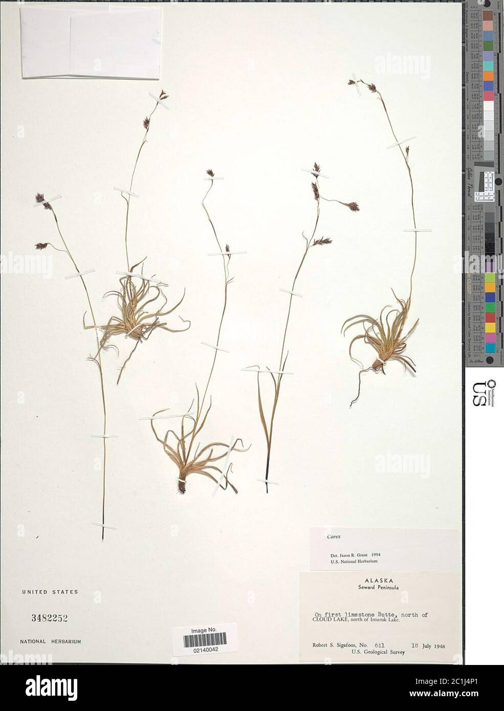 Carex sp Carex sp Stock Photo - Alamy