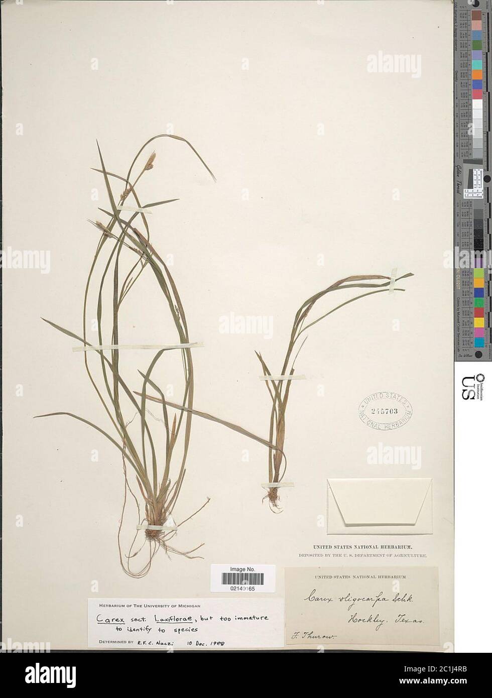 Carex sp Carex sp Stock Photo - Alamy