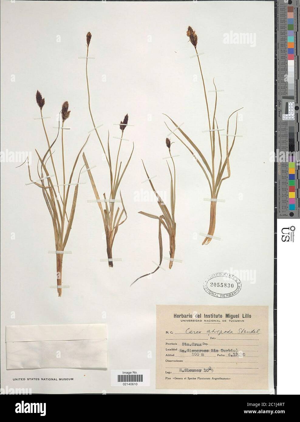 Carex atropicta Steud Carex atropicta Steud Stock Photo - Alamy